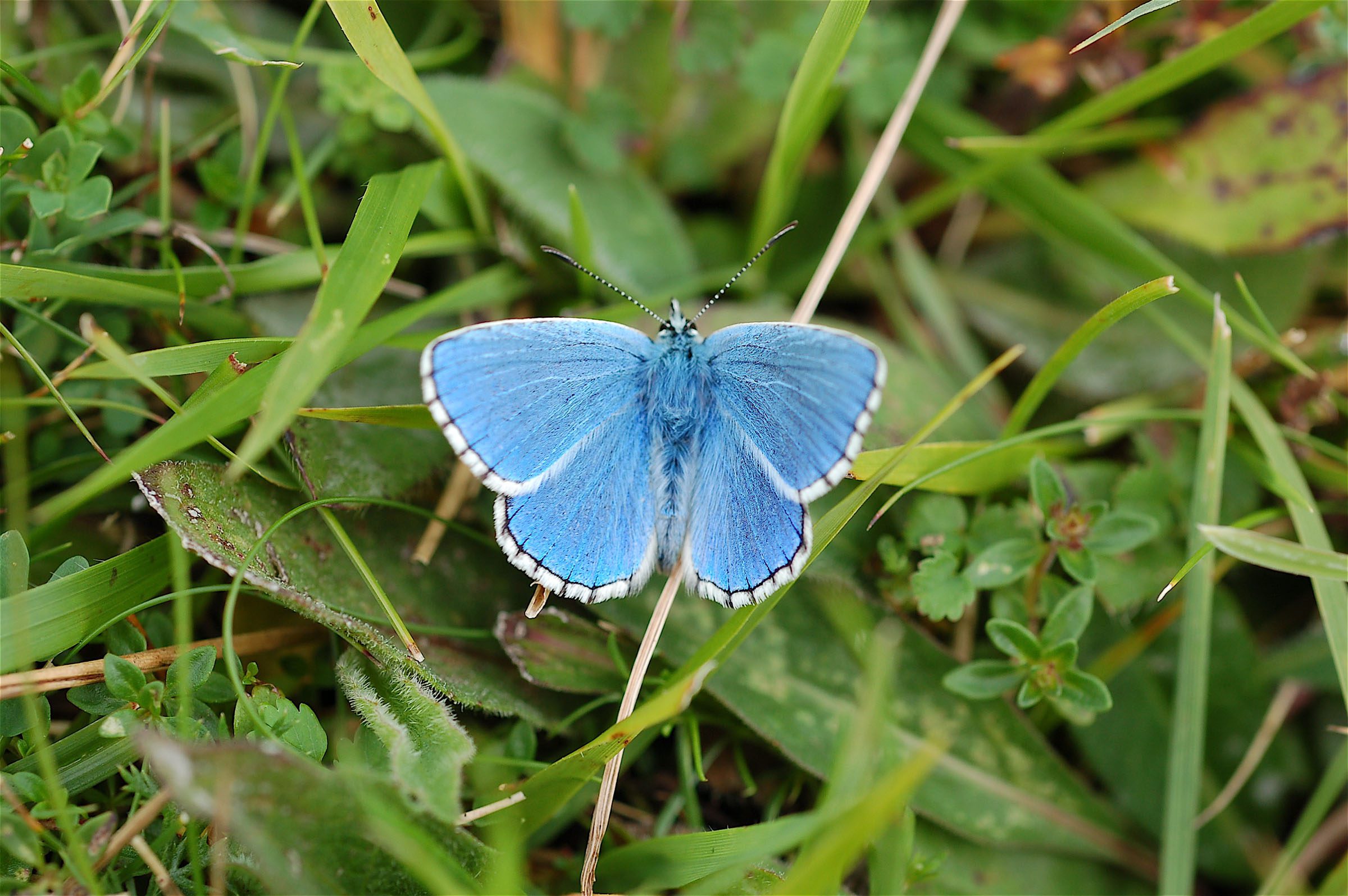 Audomarois Marshes - insects | Cross-Channel Geopark